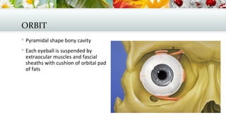 Basic anatomy and physiology | PPT