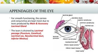 Basic anatomy and physiology | PPT