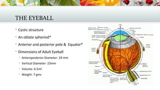 Basic anatomy and physiology | PPT