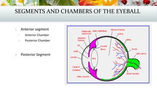Basic anatomy and physiology | PPT