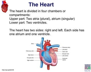 Basic anatomy and physiology.pdf