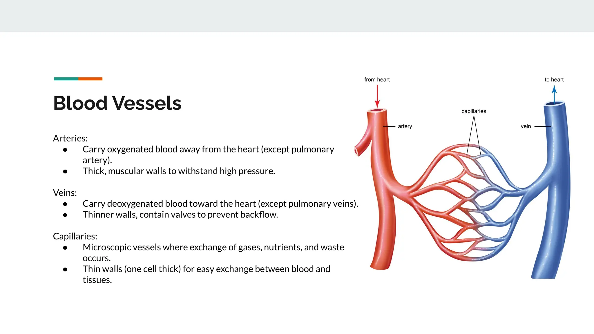 Basic anatomy and physiology Overview of Major body Systems.pdf