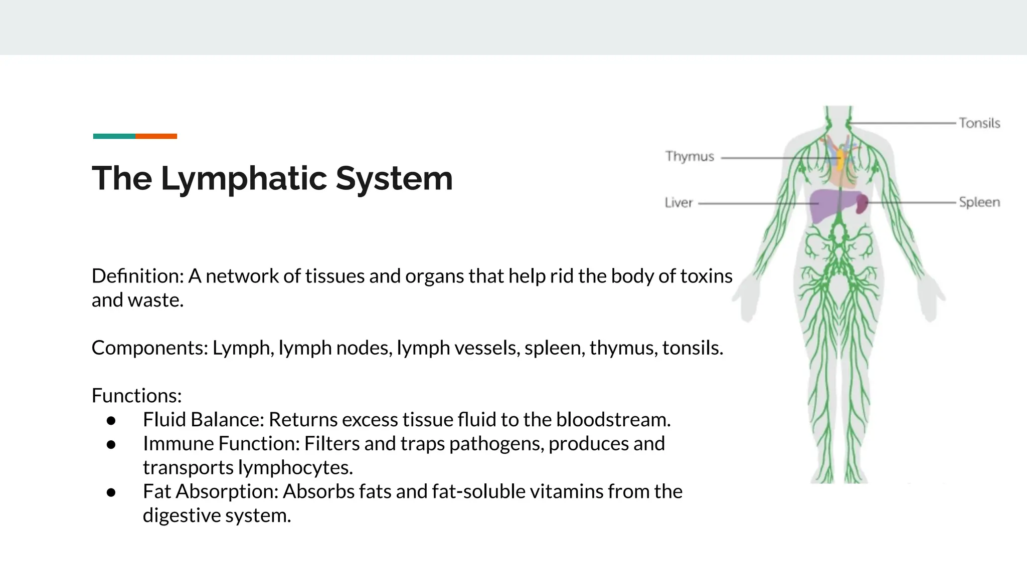 Basic anatomy and physiology Overview of Major body Systems.pdf
