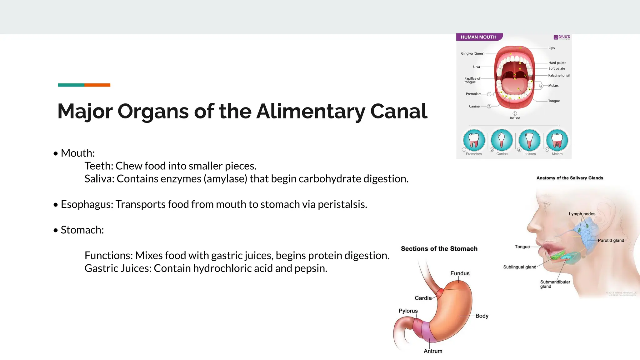Basic anatomy and physiology Overview of Major body Systems.pdf