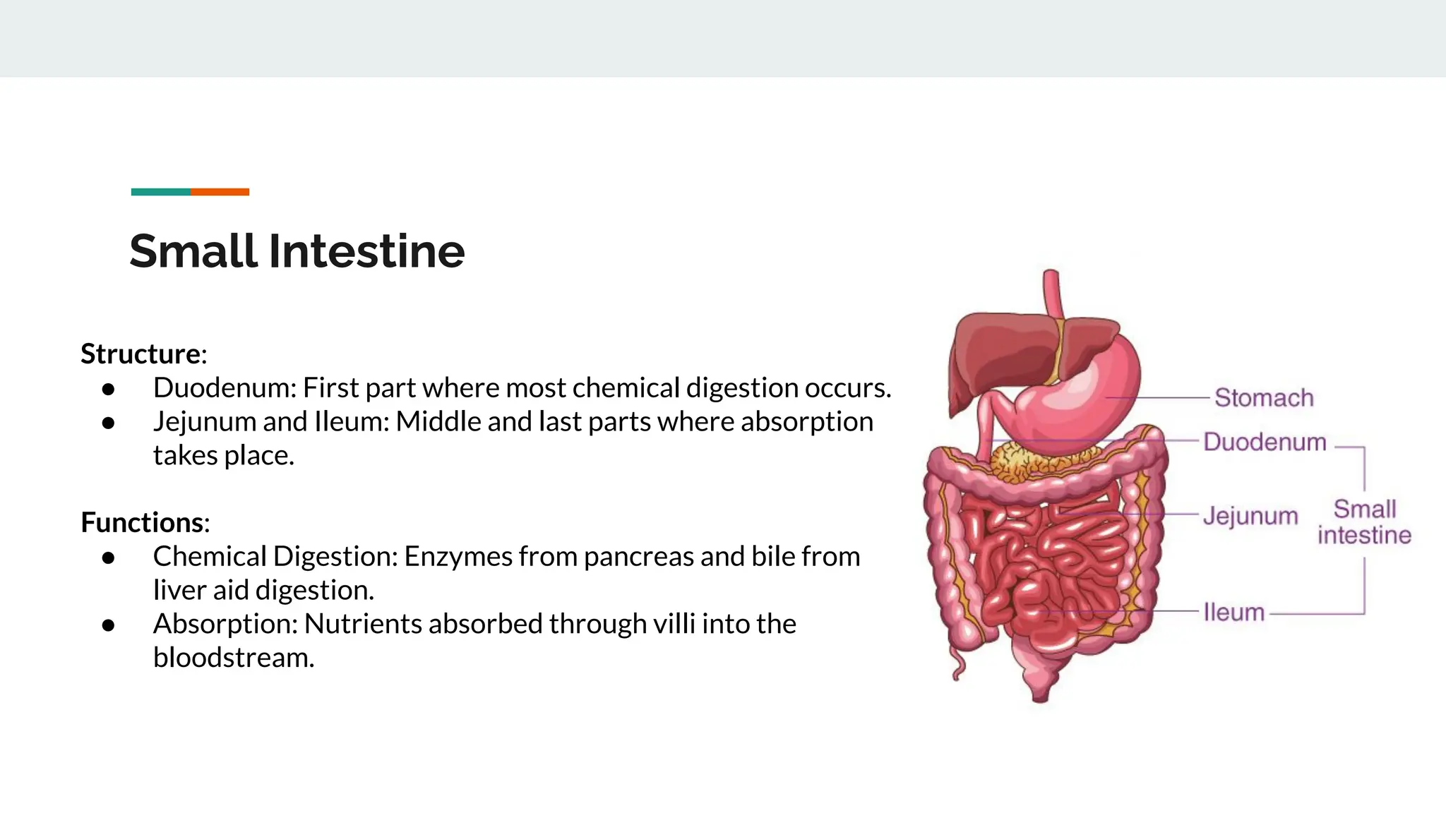 Basic anatomy and physiology Overview of Major body Systems.pdf