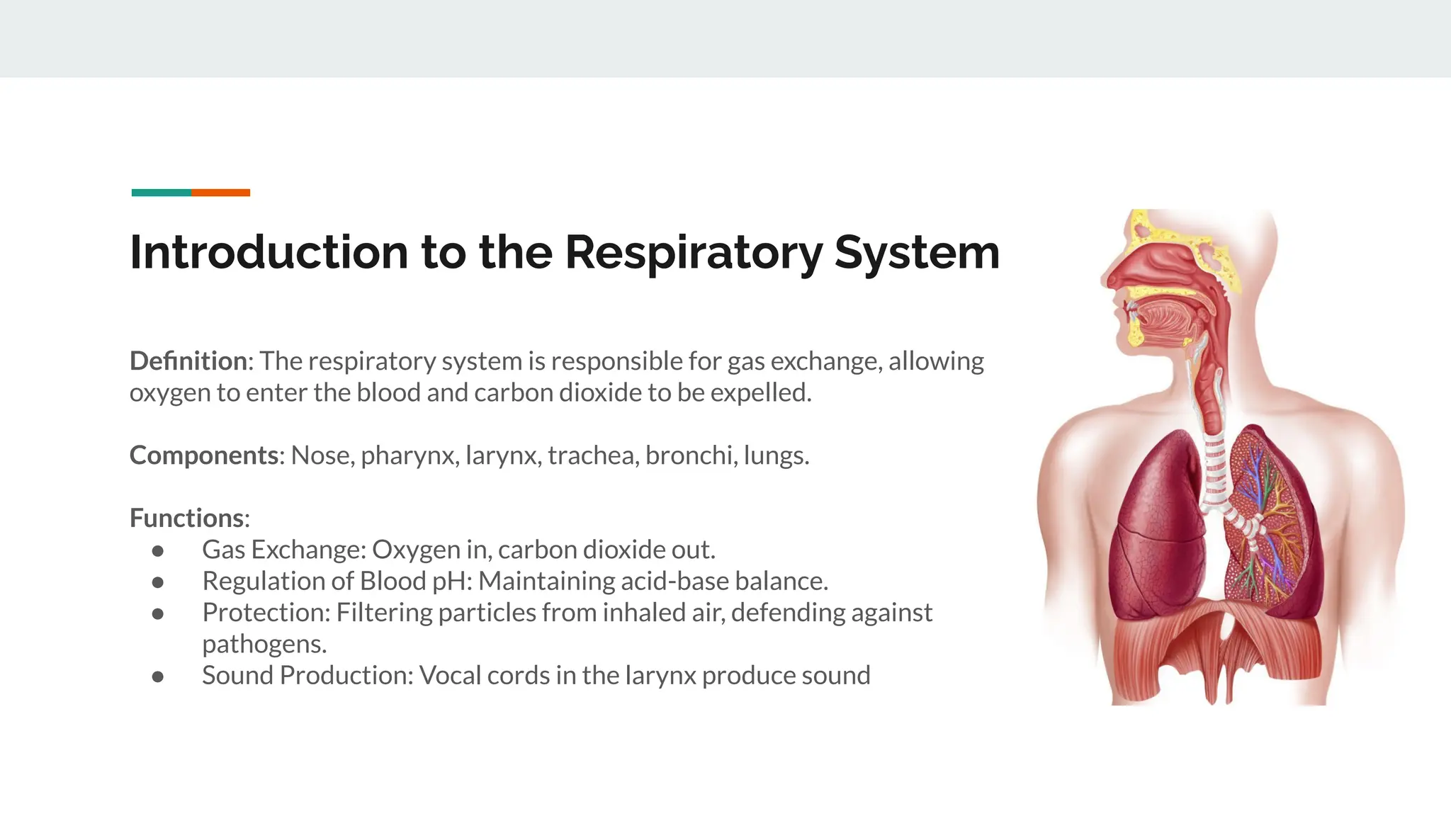 Basic anatomy and physiology Overview of Major body Systems.pdf