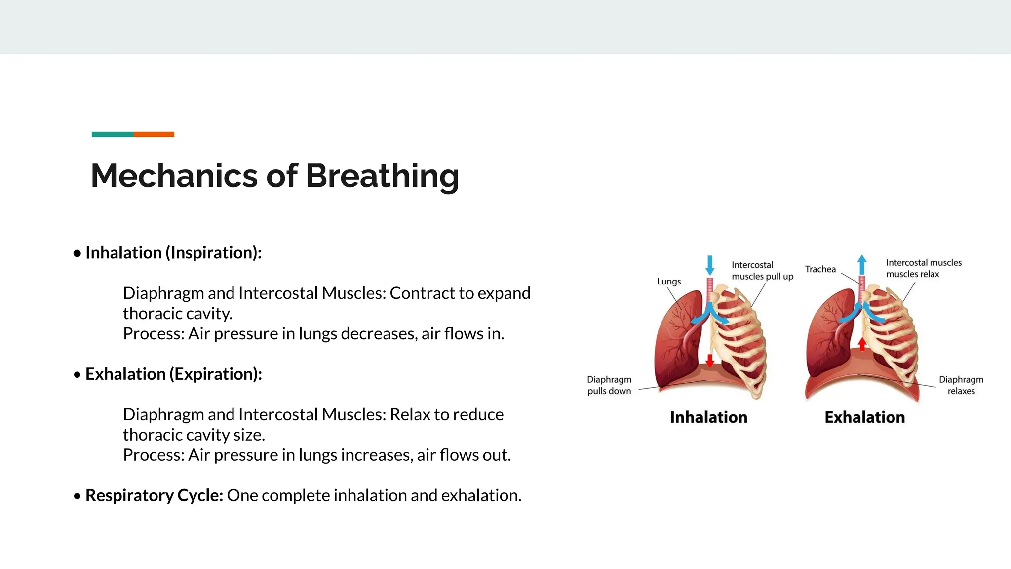 Basic anatomy and physiology Overview of Major body Systems.pdf