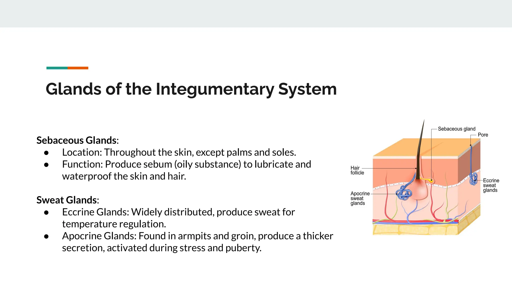 Basic anatomy and physiology Overview of Major body Systems.pdf