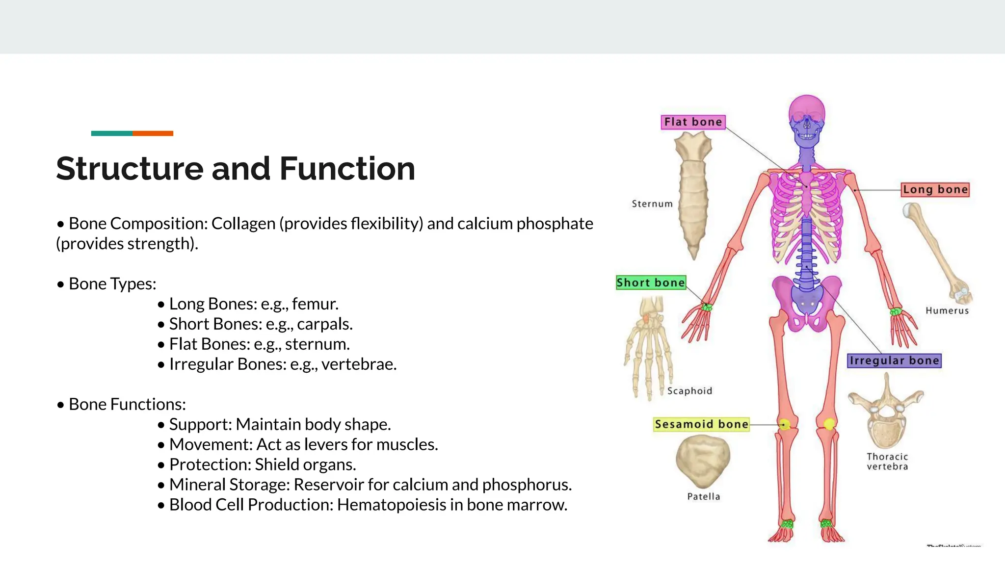 Basic anatomy and physiology Overview of Major body Systems.pdf
