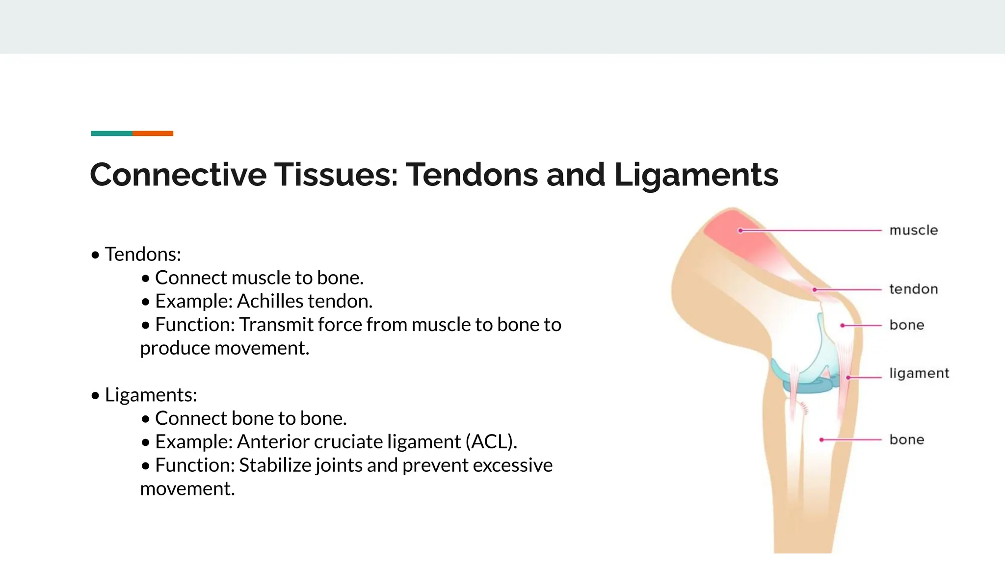 Basic anatomy and physiology Overview of Major body Systems.pdf