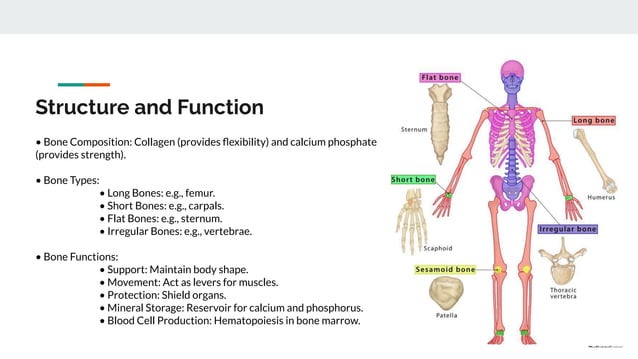 Basic anatomy and physiology Overview of Major body Systems.pdf