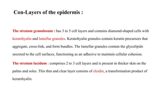 Basic Anatomy And Physiology of The Skin And.pptx