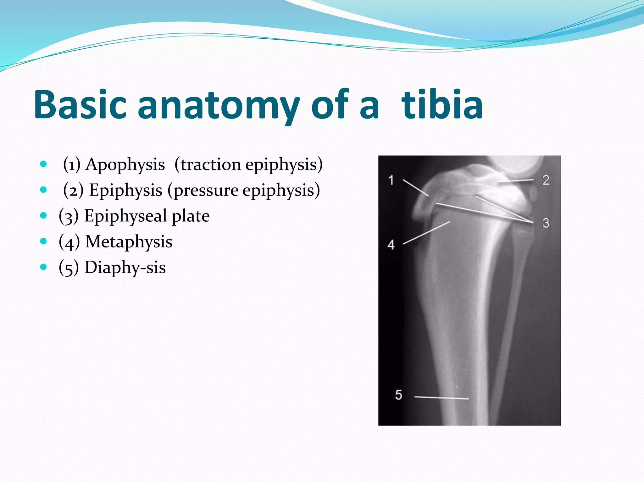 Basic anatomy of a tibia | PPTX