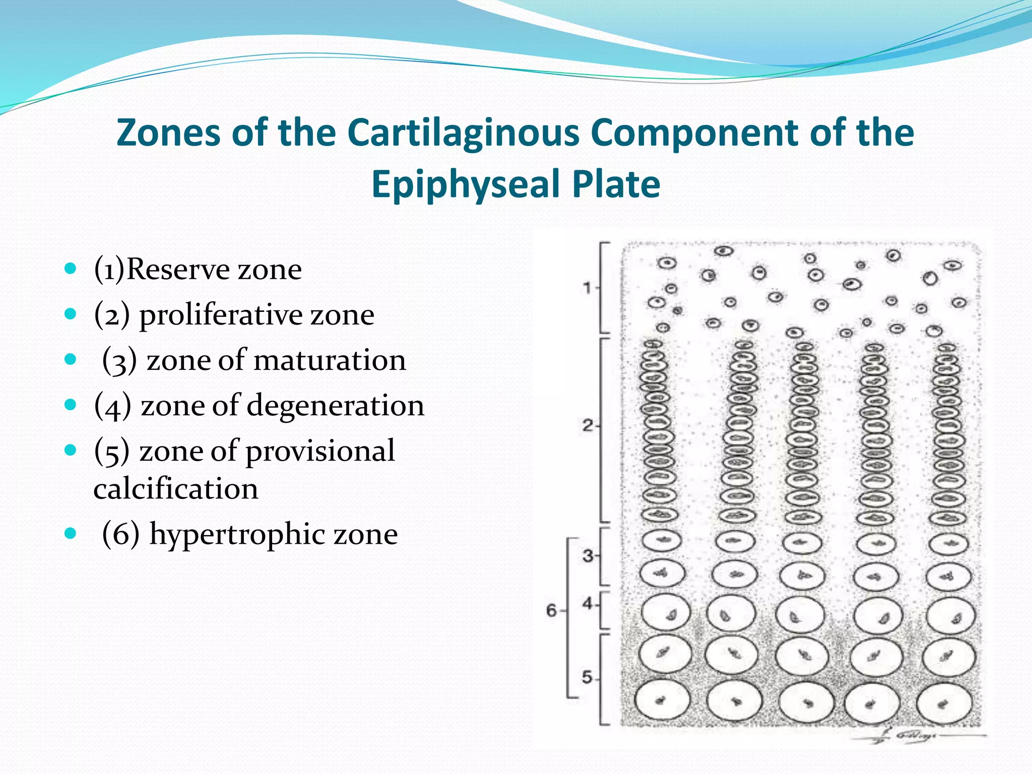 Basic anatomy of a tibia | PPTX