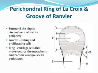 Basic anatomy of a tibia | PPTX