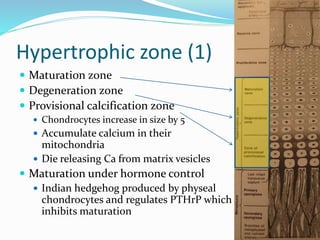 Basic anatomy of a tibia | PPTX