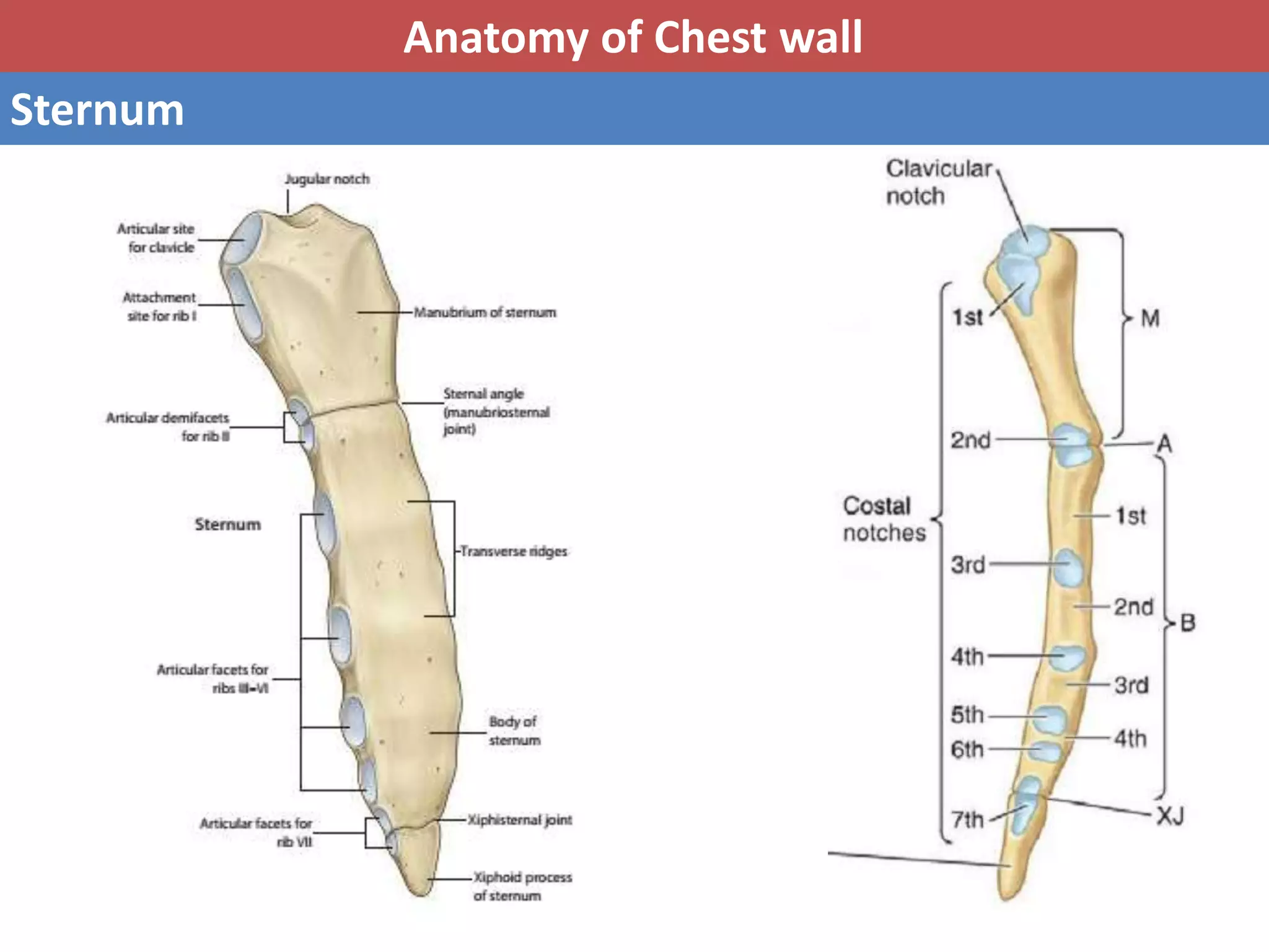 Basic anatomy & Radiology for breast cancer case | PPTX