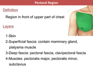 Basic anatomy & Radiology for breast cancer case | PPTX