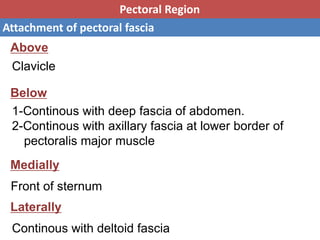 Basic anatomy & Radiology for breast cancer case | PPTX