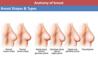 Basic Anatomy And Radiology For Breast Cancer Case Pptx