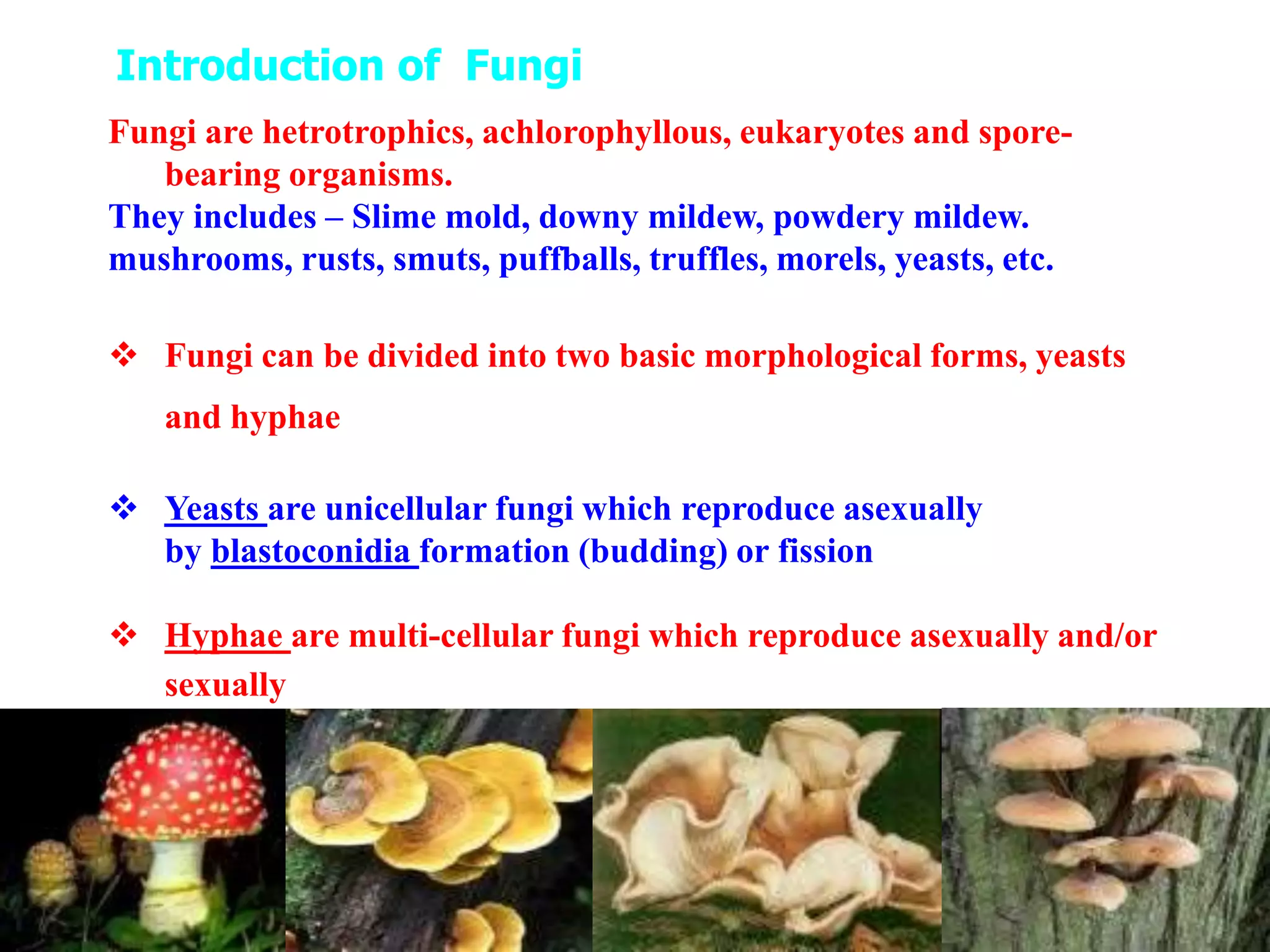 Basic and applied aspects of fungi | PPT
