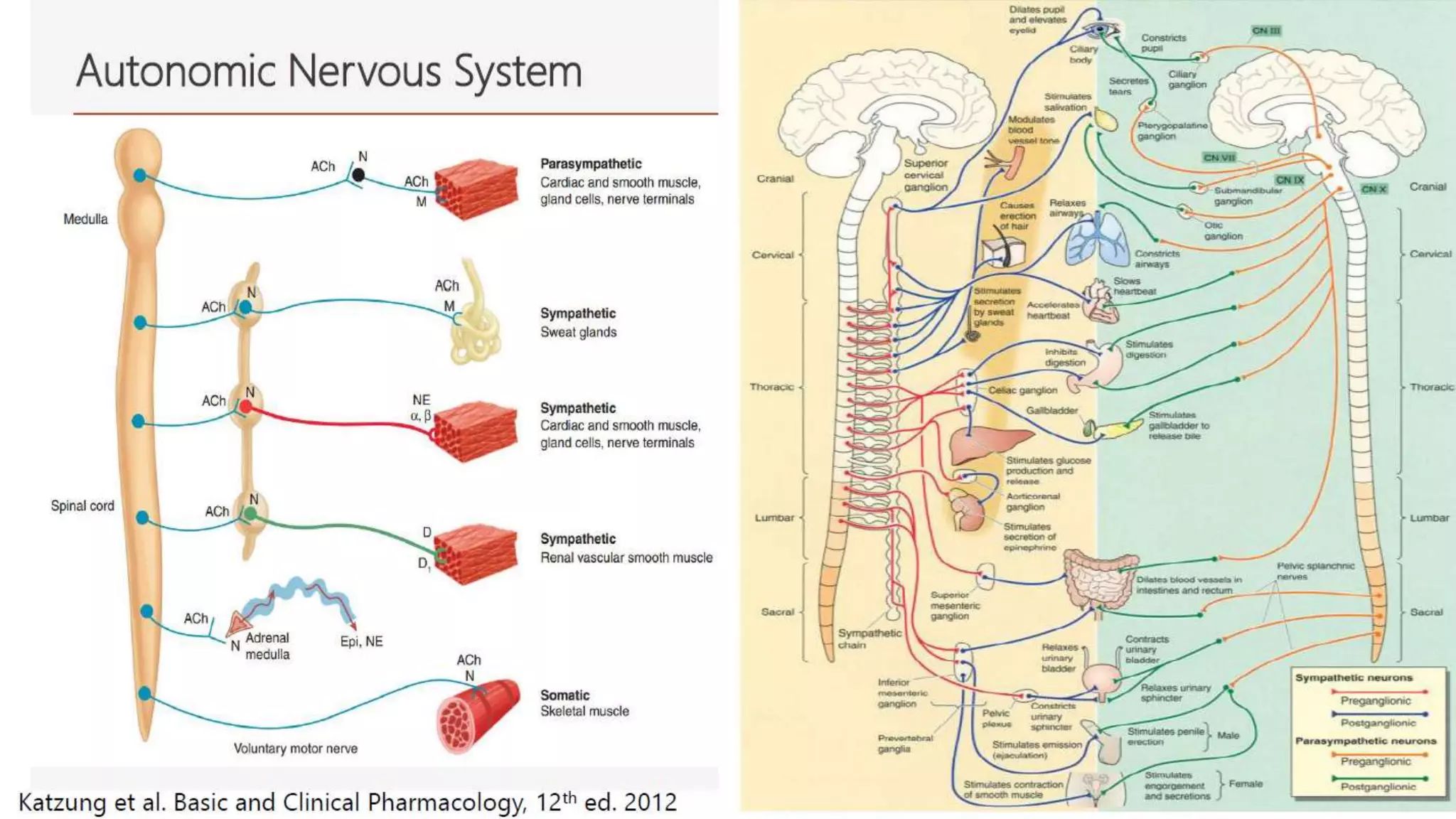 Basic and Clinical Pharmacology of Autonomic Drugs | PPTX