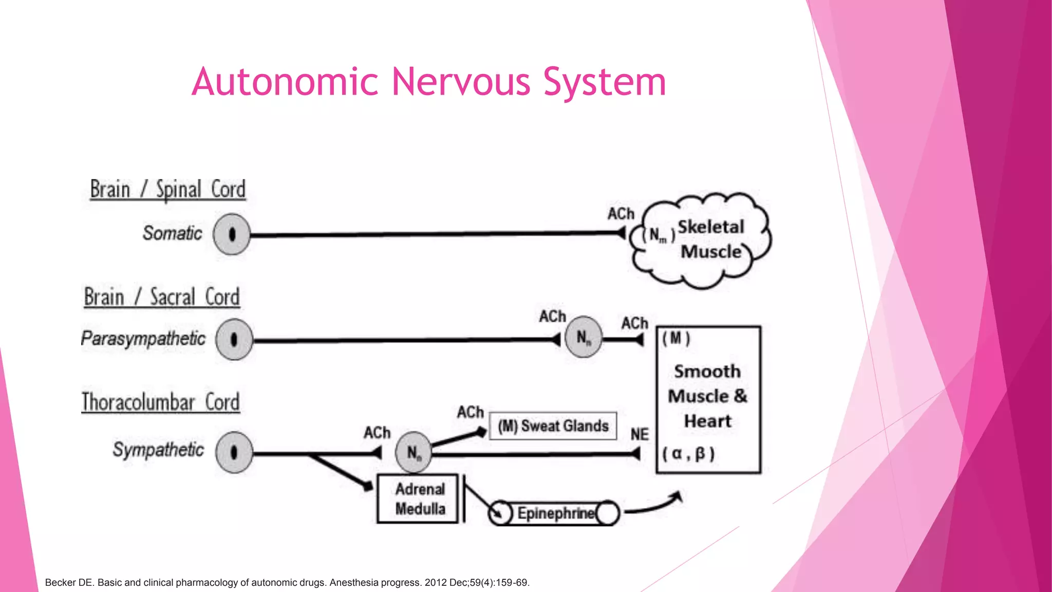 Basic and Clinical Pharmacology of Autonomic Drugs | PPTX
