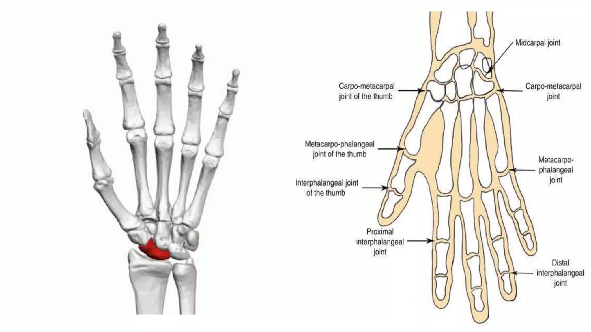 Basic and supplementary projection of hand | PPTX