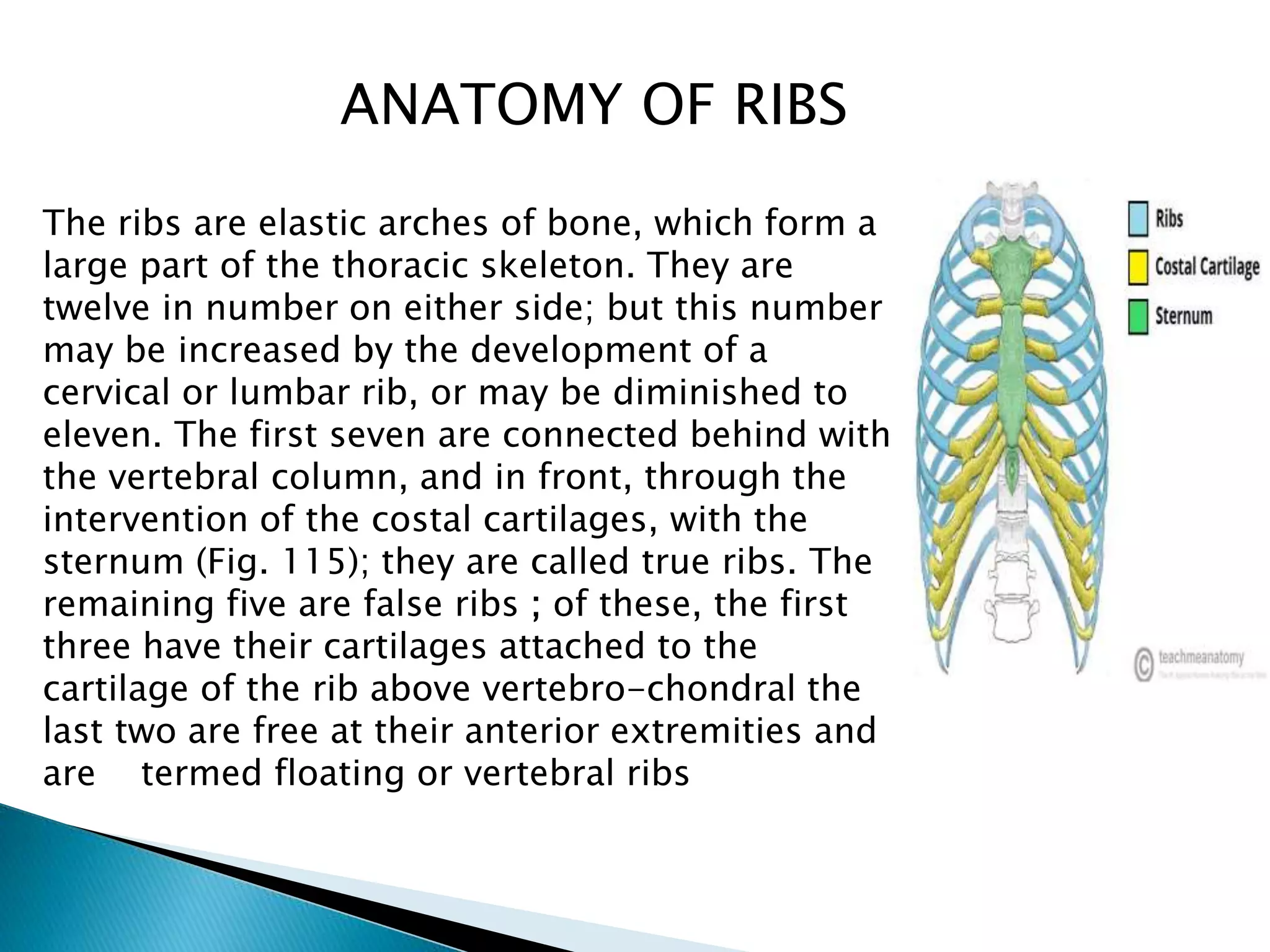 RIBS STERNUM X RAY PROJECTIONS . | PPTX
