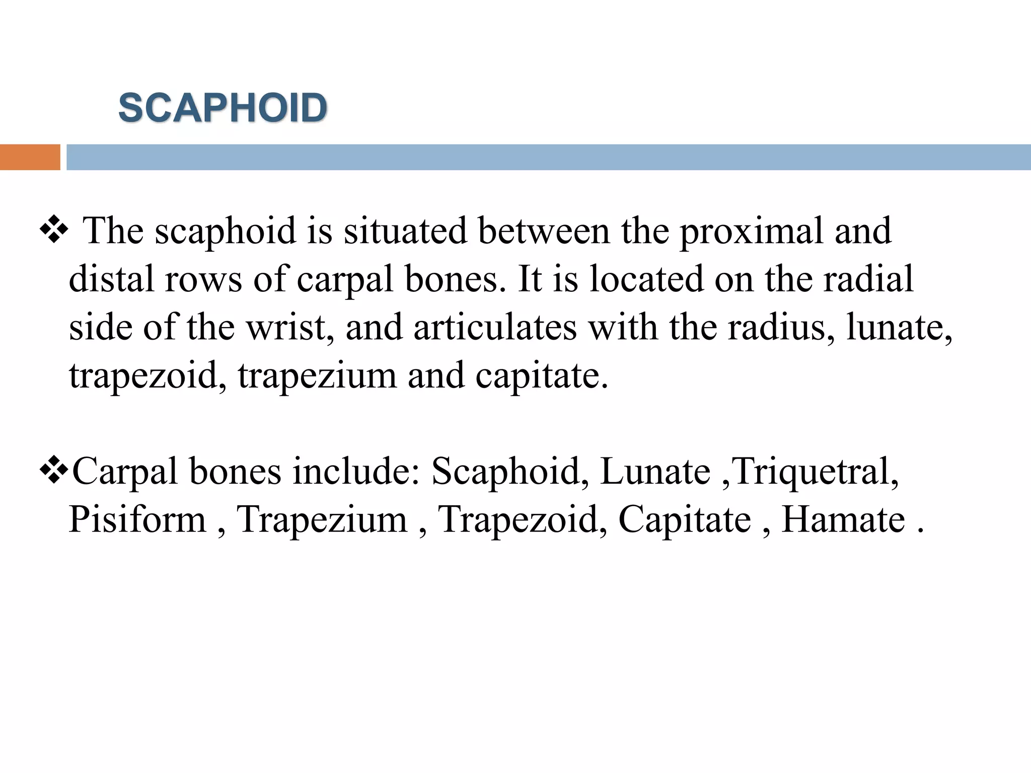 Basic and supplementary projections of thumb and scaphoid | PPTX
