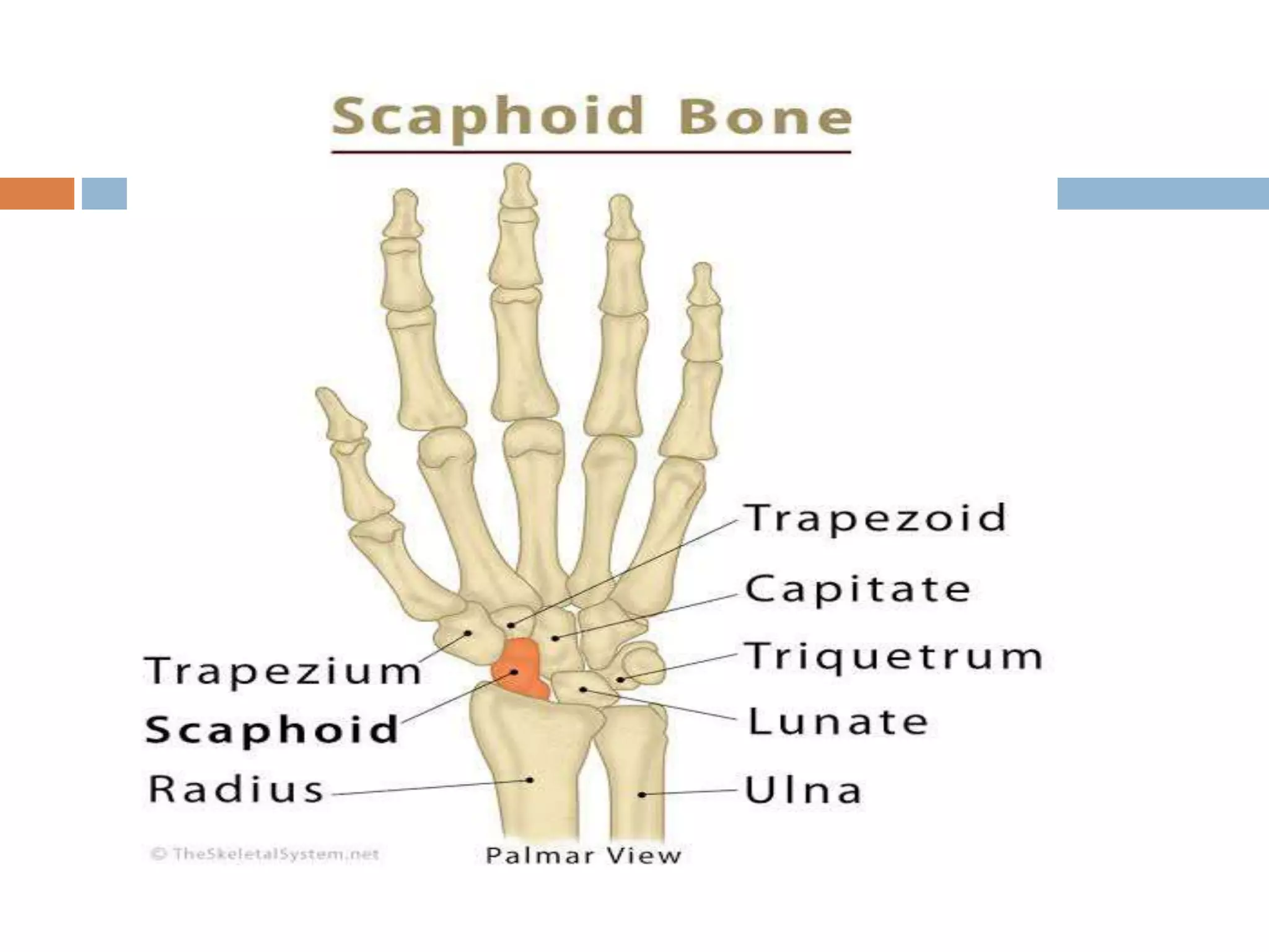 Basic and supplementary projections of thumb and scaphoid | PPTX