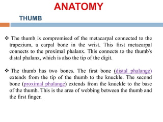 Basic and supplementary projections of thumb and scaphoid | PPTX