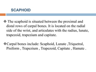 Basic and supplementary projections of thumb and scaphoid | PPTX