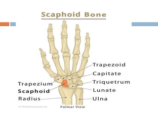 Basic and supplementary projections of thumb and scaphoid | PPTX