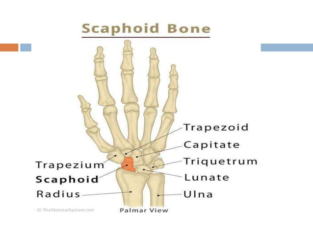 Basic and supplementary projections of thumb and scaphoid | PPTX