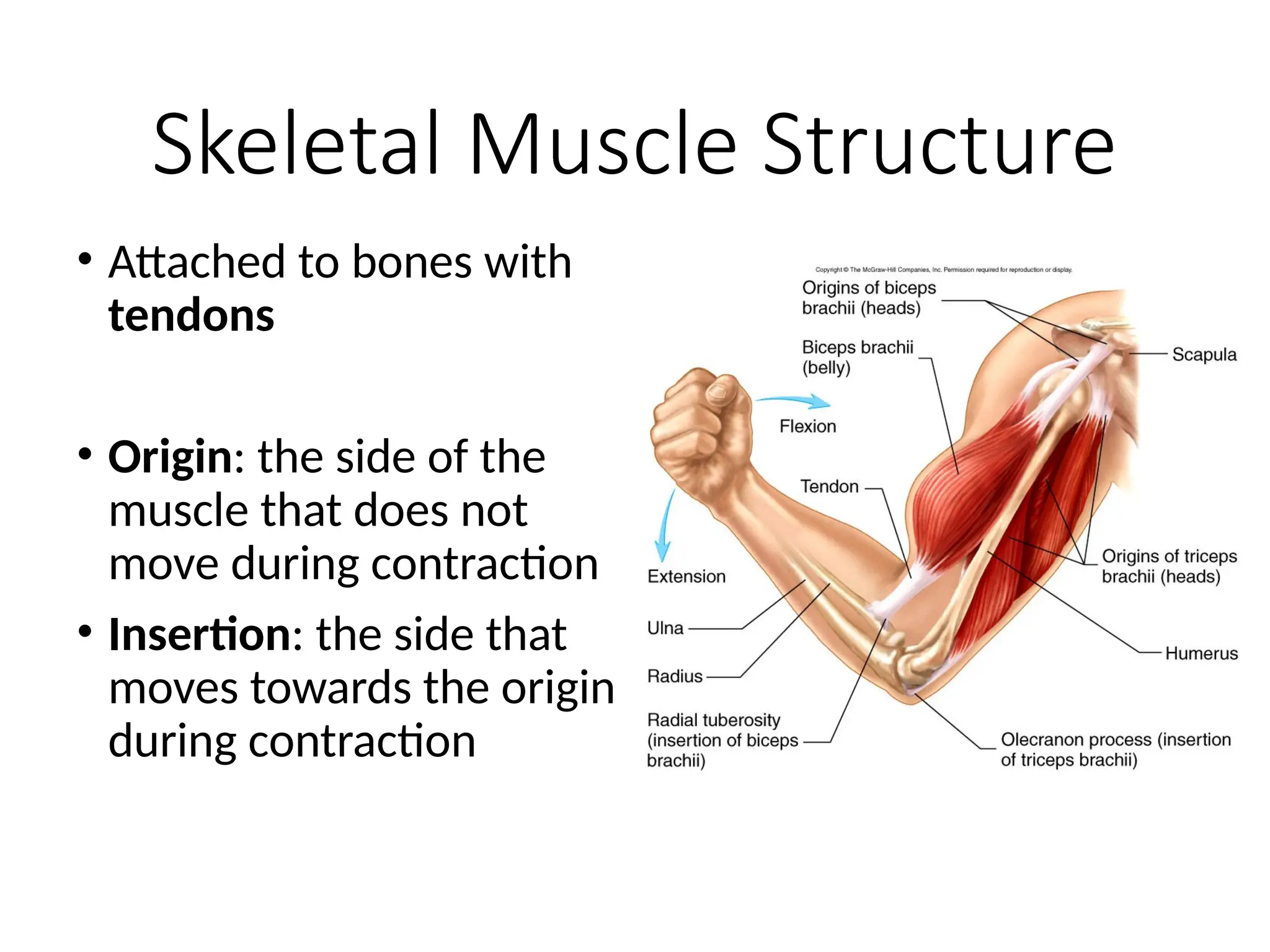 Basic A&P - Chapter 7: Muscular System Powerpoint.pptx