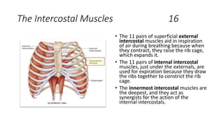 Basic ap chapter 11 powerpoint 2017 | PPT