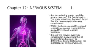 Basic ap chapter 12 powerpoint 2017 | PPT