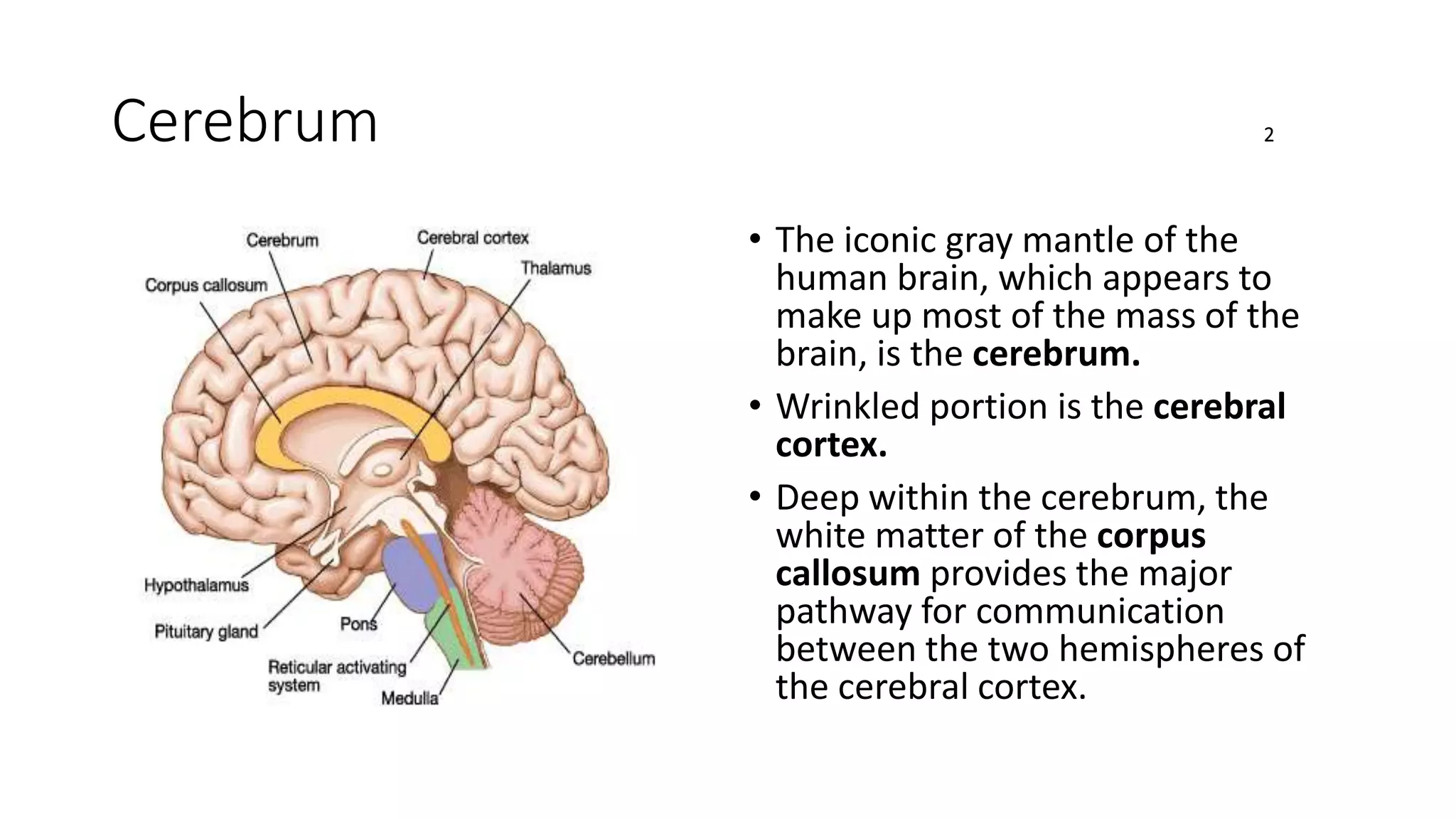 Basic ap chapter 13 powerpoint 2017 | PPT