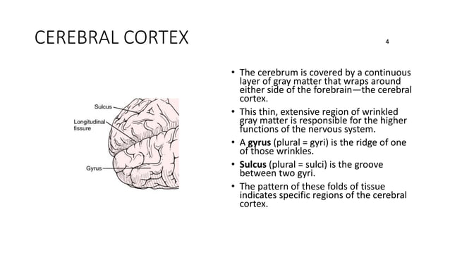 Basic ap chapter 13 powerpoint 2017 | PPT