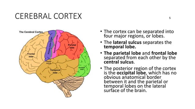 Basic ap chapter 13 powerpoint 2017 | PPT