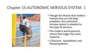 Basic ap chapter 15 powerpoint 2017 | PPTX | Brain and Nervous System ...