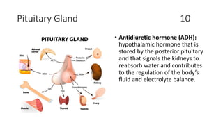 Basic ap chapter 17 powerpoint 2017 | PPTX | Endocrine and Metabolic Diseases | Diseases and ...