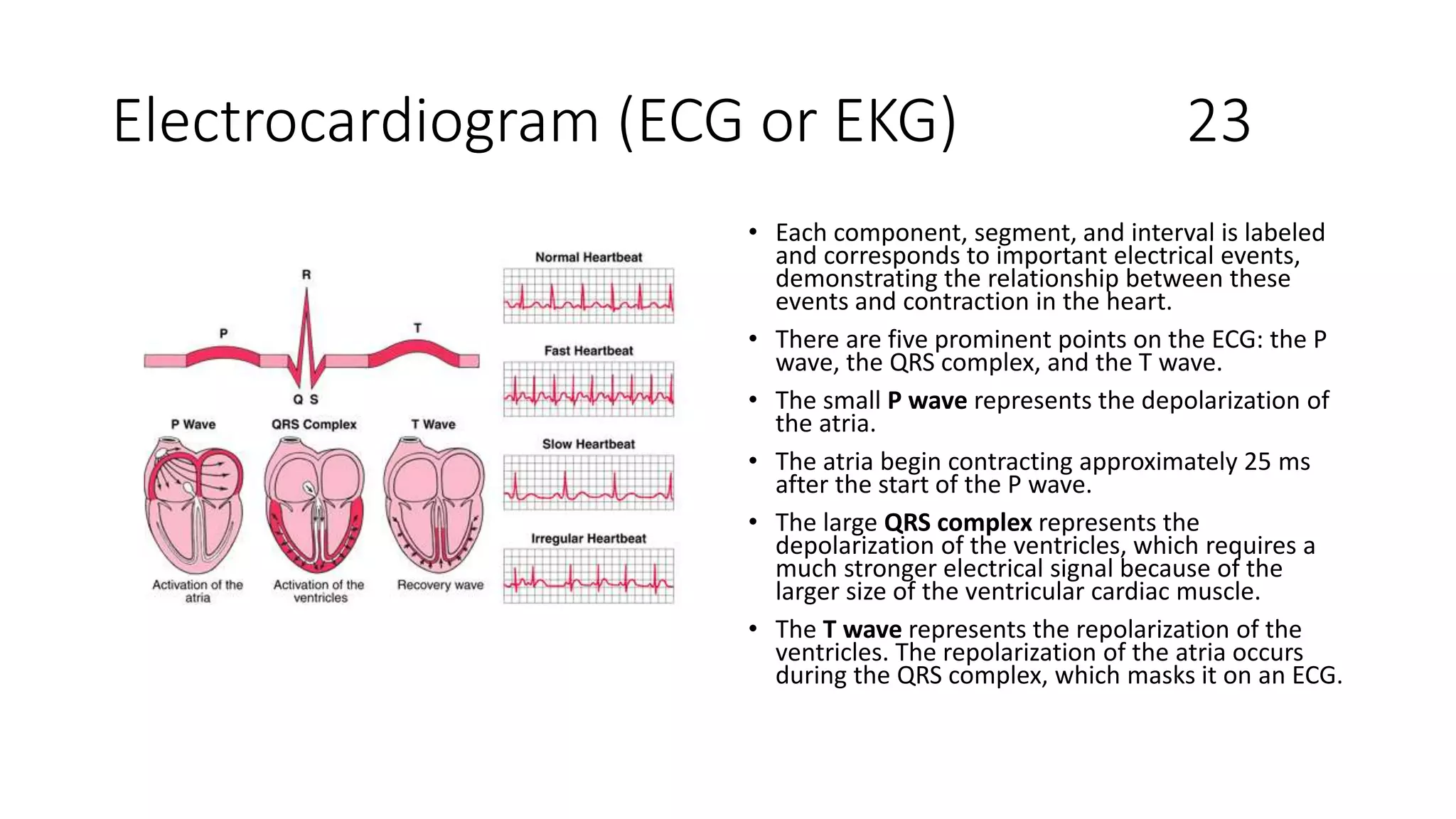 Basic ap chapter 19 powerpoint 2017 | PPTX