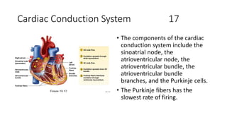 Basic ap chapter 19 powerpoint 2017 | PPTX