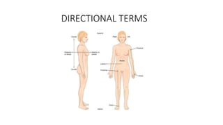 Basic ap chapter 1 powerpoint | PPT