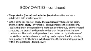 Basic ap chapter 1 powerpoint | PPT
