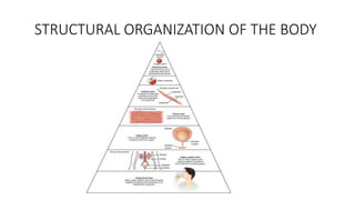 Basic ap chapter 1 powerpoint | PPT