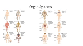 Basic ap chapter 1 powerpoint | PPT