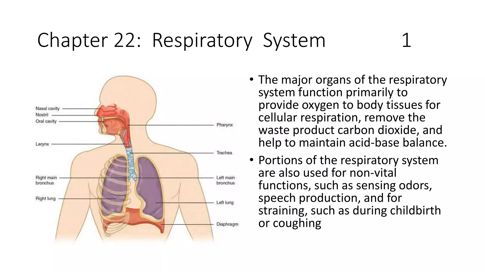 Basic ap chapter 22 powerpoint 2017 | PPTX